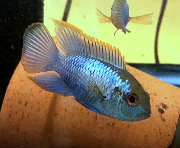 Favorite Cichlids for Planted Aquariums - Reef Playground